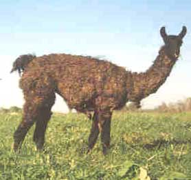 LLama rescue, catch a llama, animal control, animal rescue