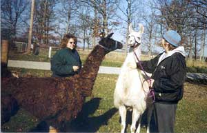 LLama rescue, catch a llama, animal control, animal rescue